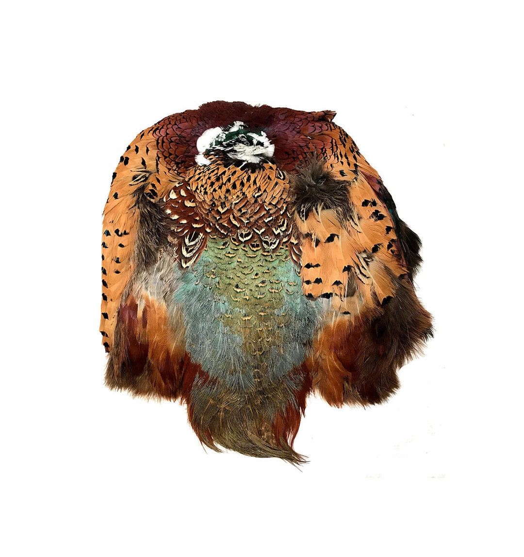 Ringneck Pheasant Pelt 1 Grade - Etsy