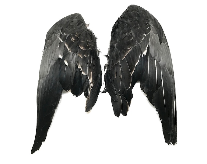 A Pair of English Carrion Crow Wings Suitable for Craft Purposes - Etsy