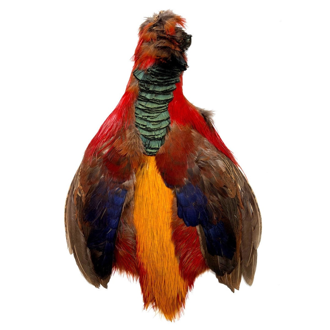 Extremely Rare! #1 Grade Golden Pheasant Pelt With Wings - Etsy