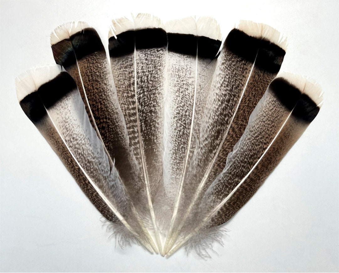 Natural Turkey Tail Feathers 10-12 per 10 - Etsy