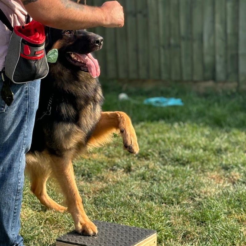 Training Dog Notebooks - Etsy UK