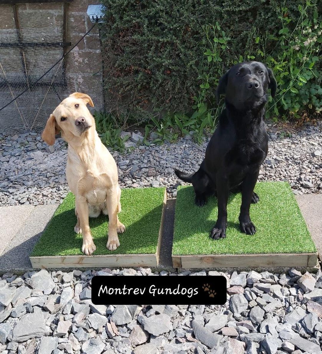 Dog Training Place Board/platform/dog Sports/obedience for Gundogs ...