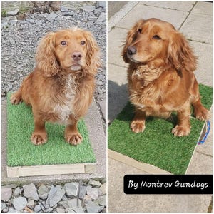 Dog Training Pivot Box and Place Board 2 Piece Bundle for Dog Agility ...