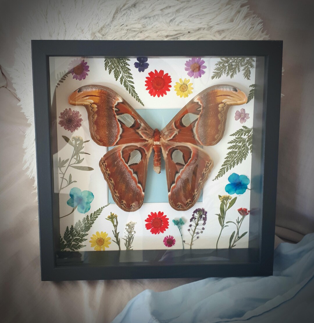 Frame Entomology Butterfly Atlas Male Taxidermy Lepidoptera Decoration ...
