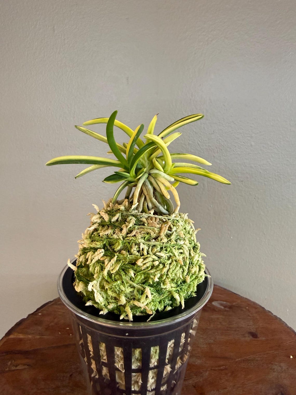Neofinetia Falcata Fugaku 富嶽/orchid/vanda/fragrant/miniature/variegated ...