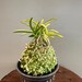 Neofinetia Falcata Fugaku 富嶽/orchid/vanda/fragrant/miniature/variegated ...