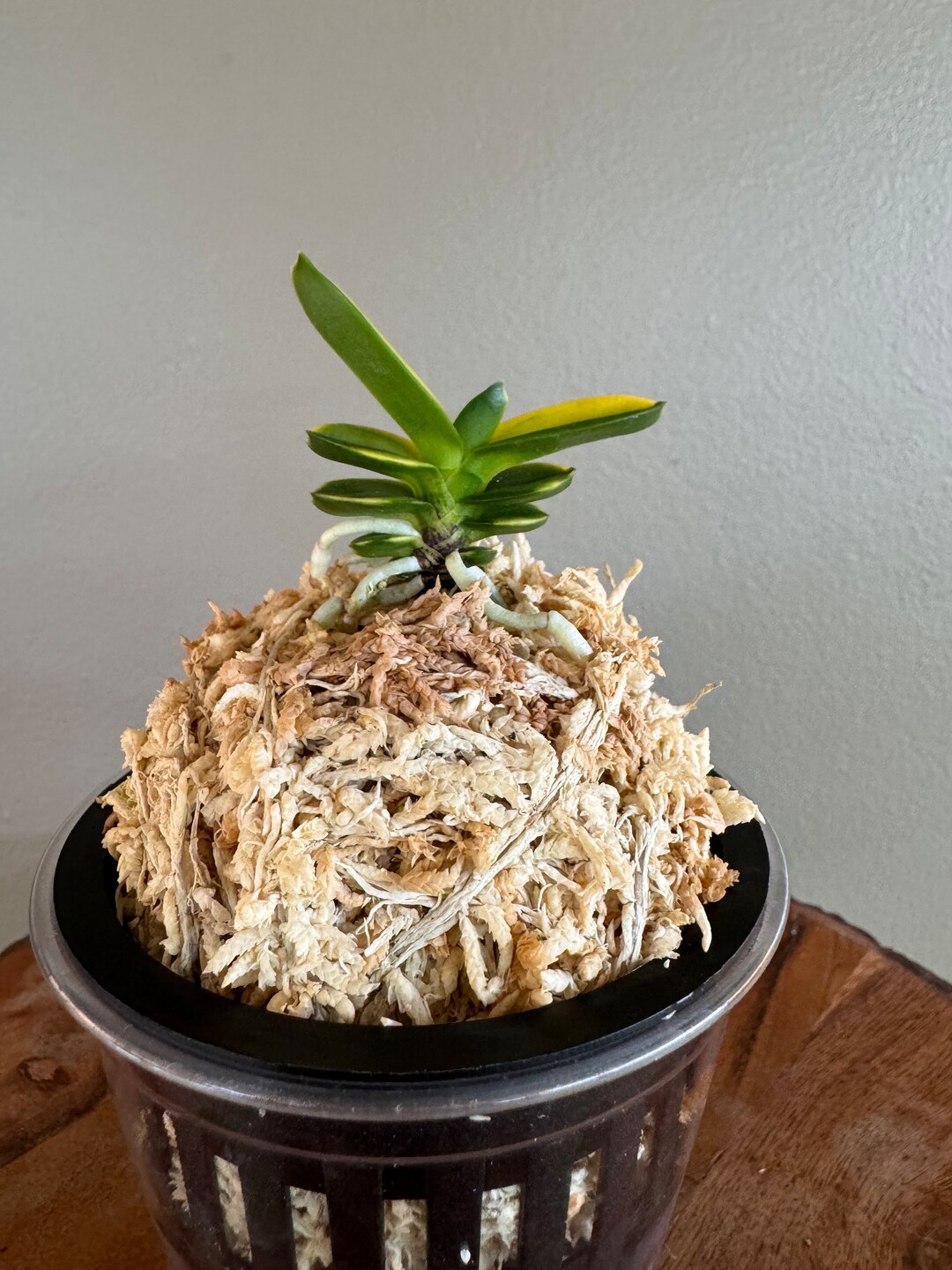 Neofinetia Falcata Daejanggeumdaiso Nishiki 大壯錦/orchid/vanda/fragrant ...