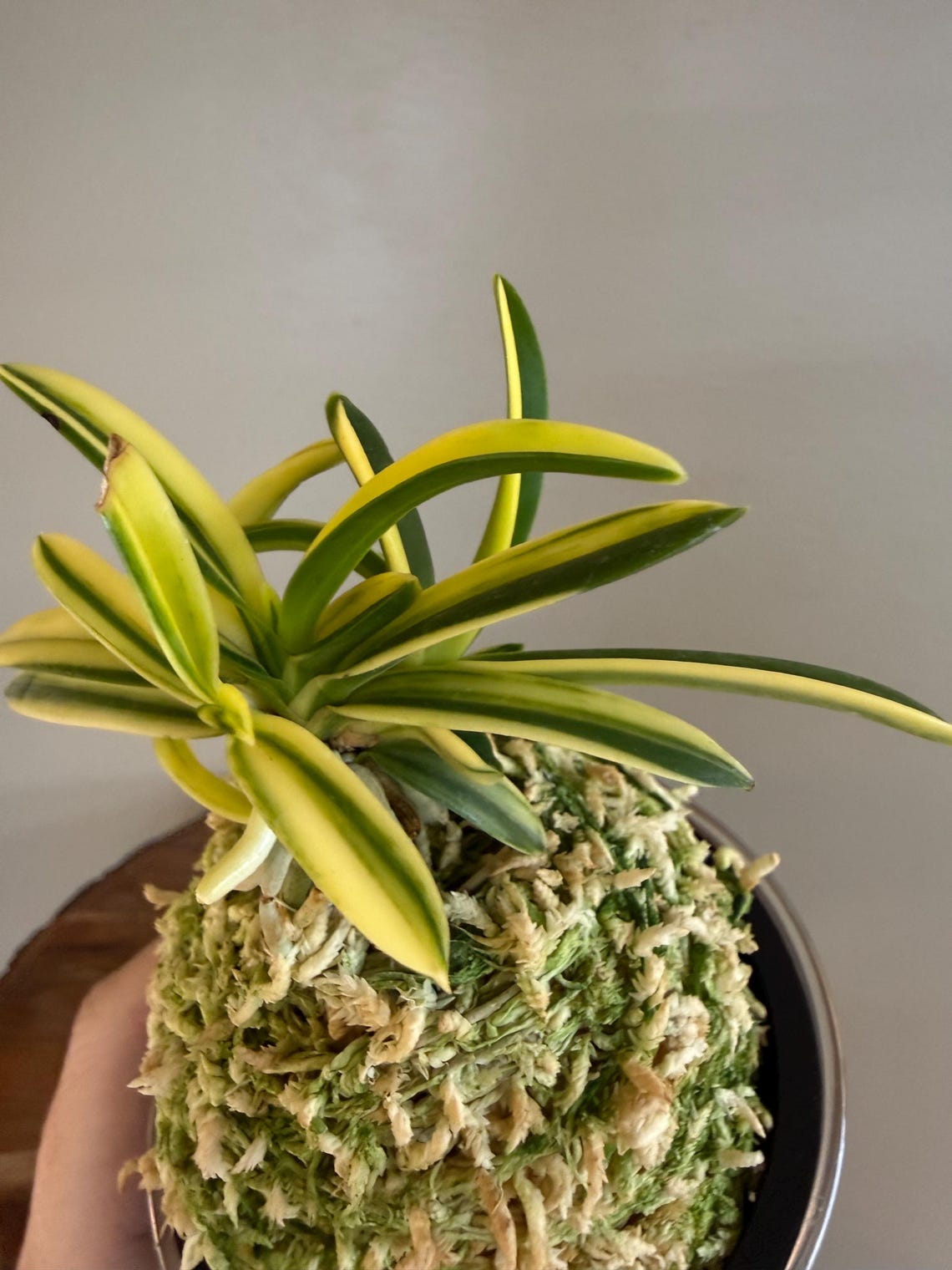 Neofinetia Falcata Fugaku 富嶽/orchid/vanda/fragrant/miniature/variegated ...