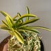 Neofinetia Falcata Fugaku 富嶽/orchid/vanda/fragrant/miniature/variegated ...