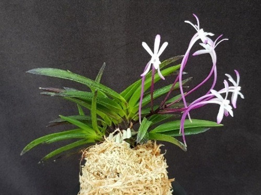 Neofinetia Falcata Raizan 雷山/orchid/vanda/fragrant/miniature - Etsy
