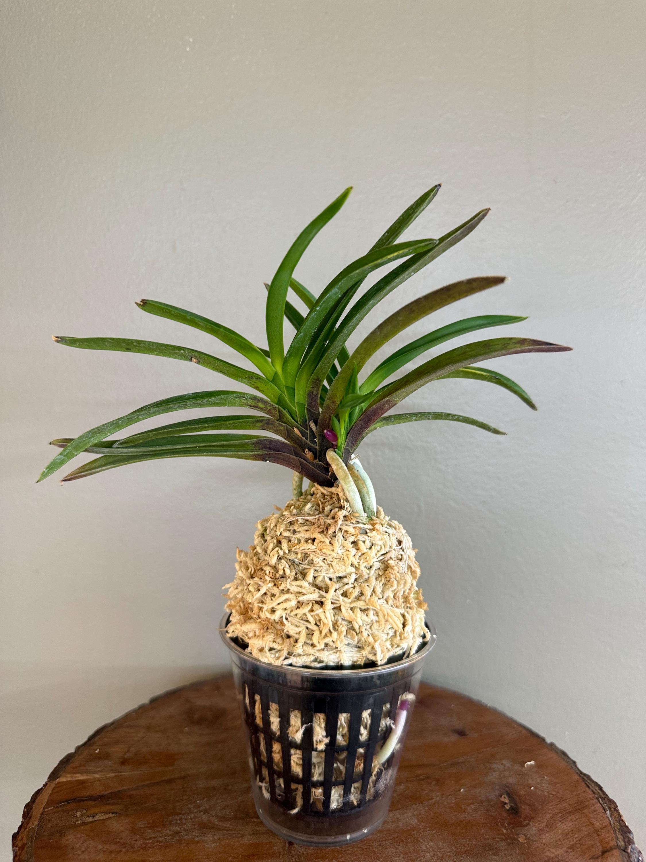 Neofinetia Falcata Taiga 大河/orchid/vanda/variegated Leaf/fragrant ...