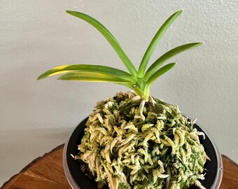 Neofinetia Falcata Higashidemiyako 東出都/orchid/vanda/miniature/fragrant ...