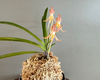 Neofinetia Falcata Setsuza 雪山/orchid/vanda/fragrant/miniature ...