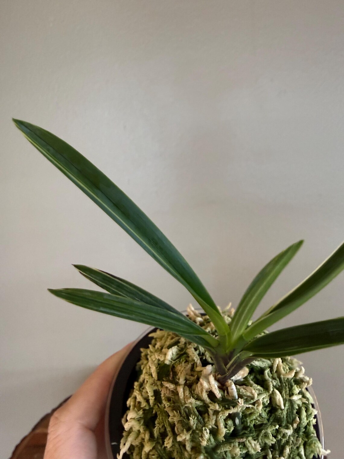 Neofinetia Falcata/hakuseiryu 伯青龍/orchid/vanda/fragrant/miniature ...