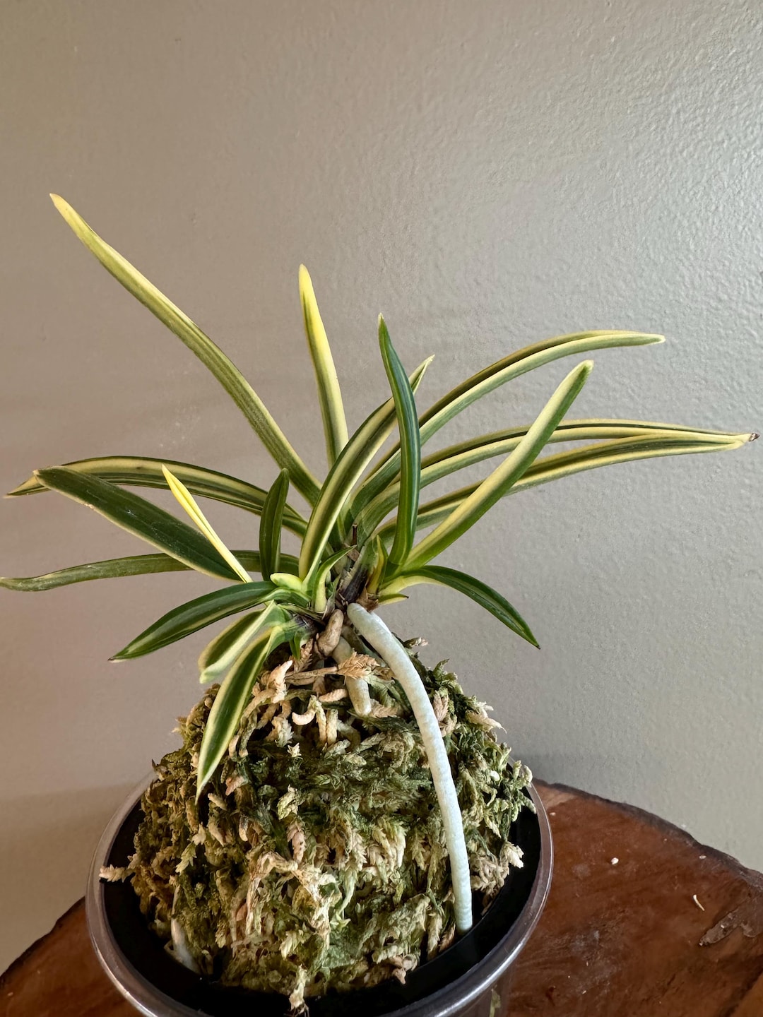 Neofinetia Falcata Gojo Fukurin 御城覆輪/orchid/vanda/fragrant/miniature ...