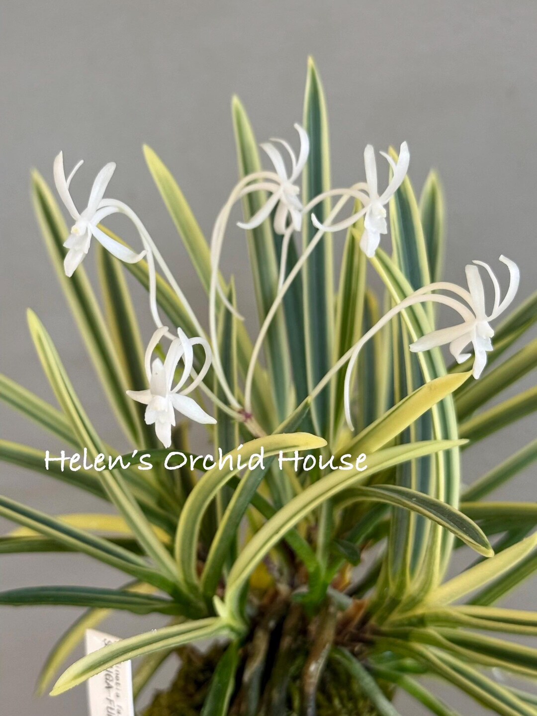 Neofinetia Falcata Gojo Fukurin 御城覆輪/orchid/vanda/fragrant/miniature ...