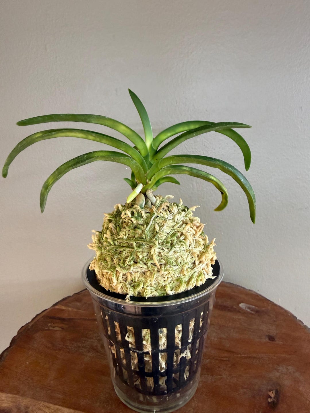 Neofinetia Falcata Jitsugekko 日月光/orchid/vanda/variegated Leaf/fragrant ...