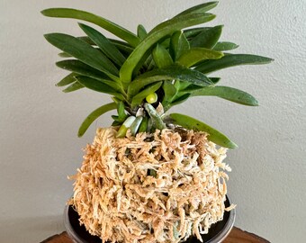 Neofinetia Falcata Gojo Fukurin 御城覆輪/orchid/vanda/fragrant/miniature ...