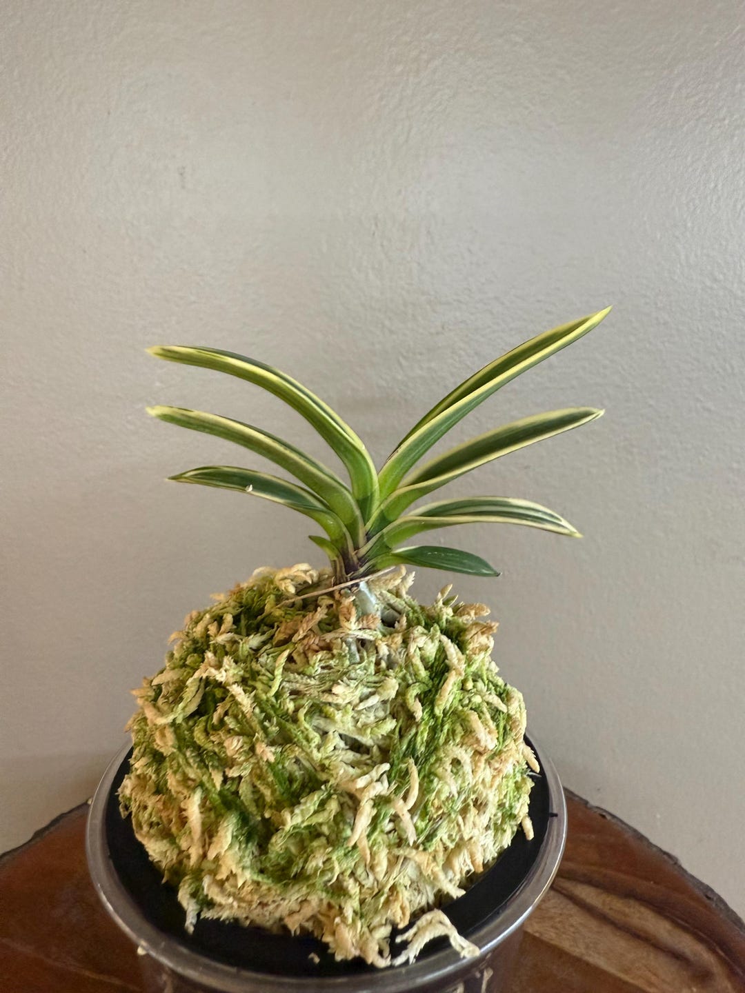 Neofinetia Falcata Benisuisho 紅水晶(gyerim 鷄林)/orchid/vanda/variegated ...