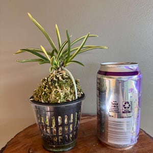 Neofinetia Falcata Gojo Fukurin 御城覆輪/orchid/vanda/fragrant/miniature ...