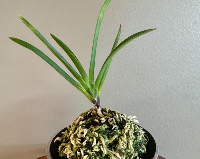 Neofinetia Falcata Asahiden 朝日殿/orchid/vanda/variegated Leaf/fragrant ...