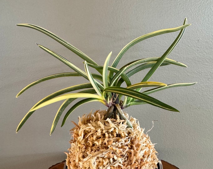 Neofinetia Falcata Higashidemiyako 東出都/orchid/vanda/miniature/fragrant ...