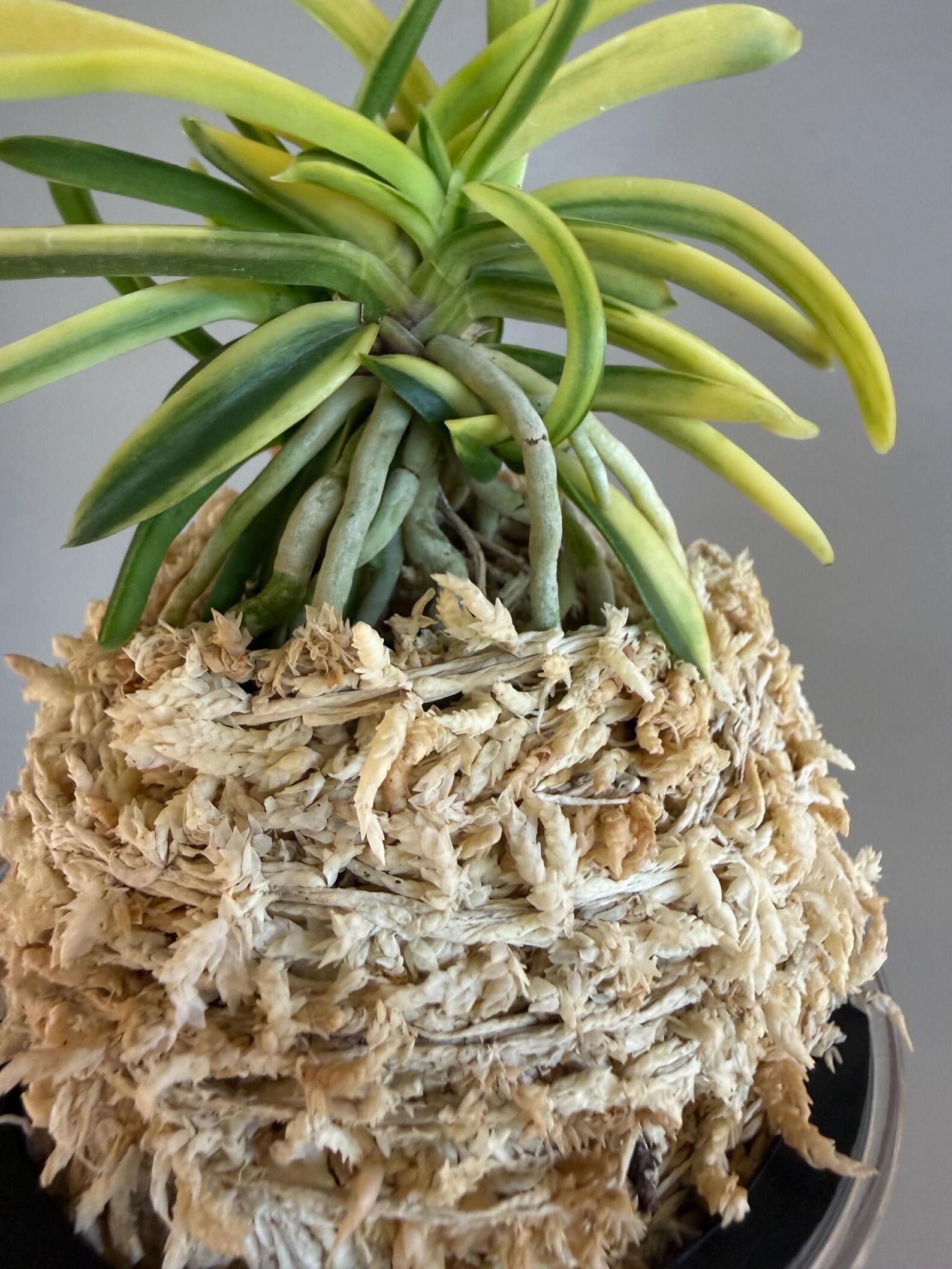 Neofinetia Falcata Fugaku 富嶽/orchid/vanda/fragrant/miniature/variegated ...