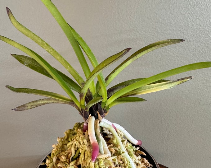 Neofinetia Falcata Hanagoromo 花衣/orchid/vanda/fragrant/miniature ...