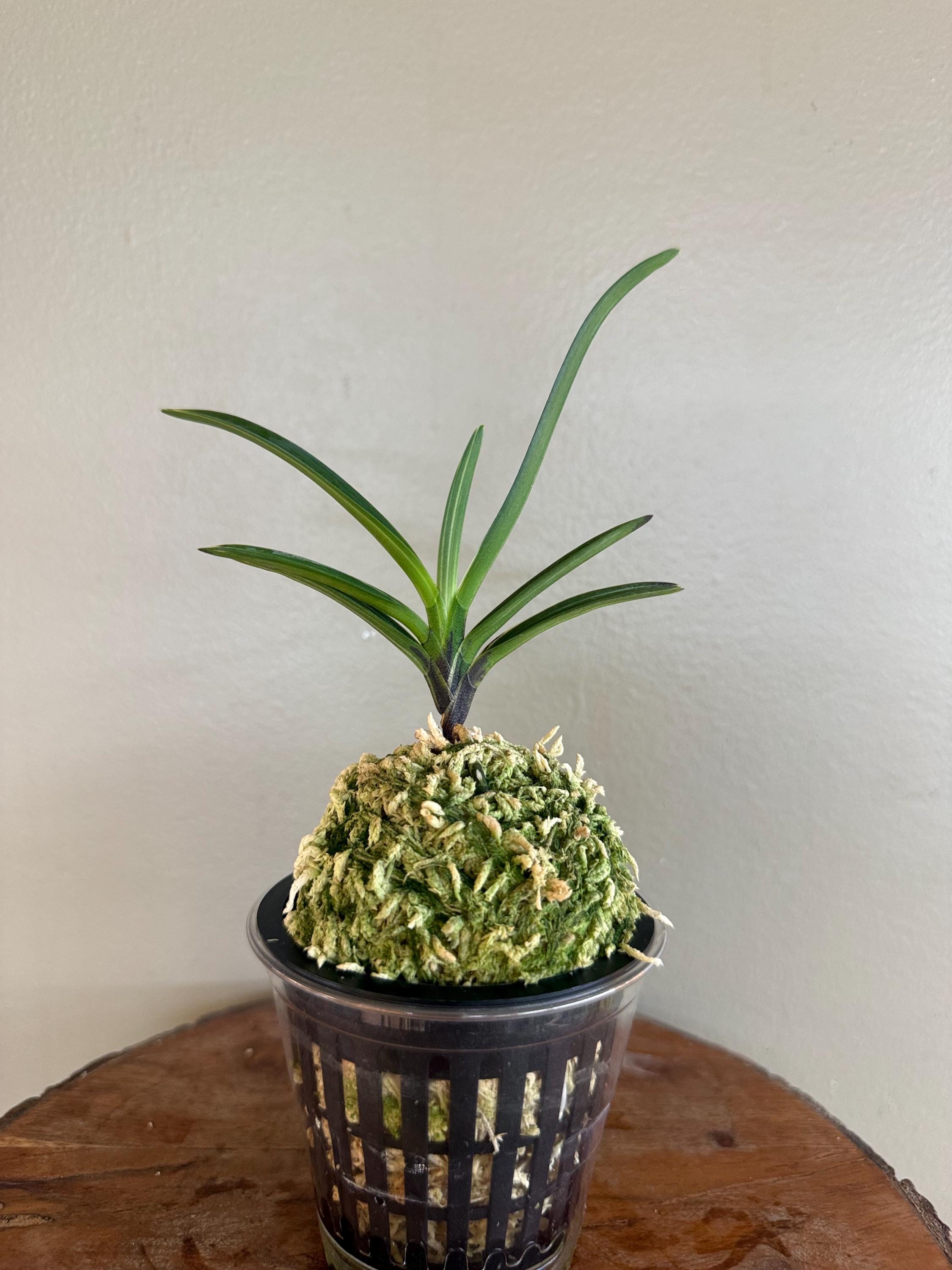 Neofinetia Falcata/hakuseiryu 伯青龍/orchid/vanda/fragrant/miniature ...
