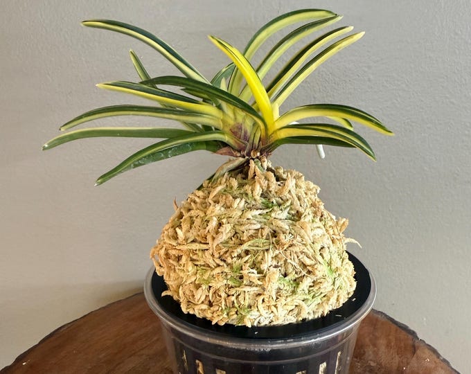 Neofinetia Falcata Nishidemiyako 西出都/orchid/vanda/fragrant/miniature ...