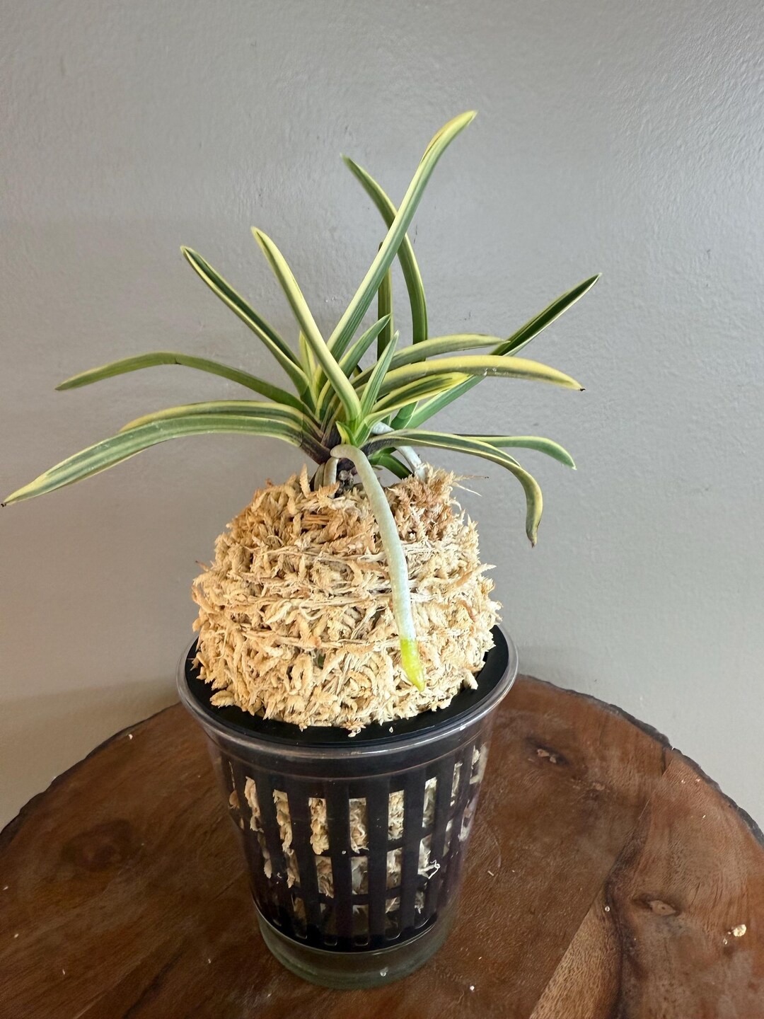 Neofinetia Falcata Suruga Fukurin 駿河覆輪/orchid/vanda/variegated Leaf ...