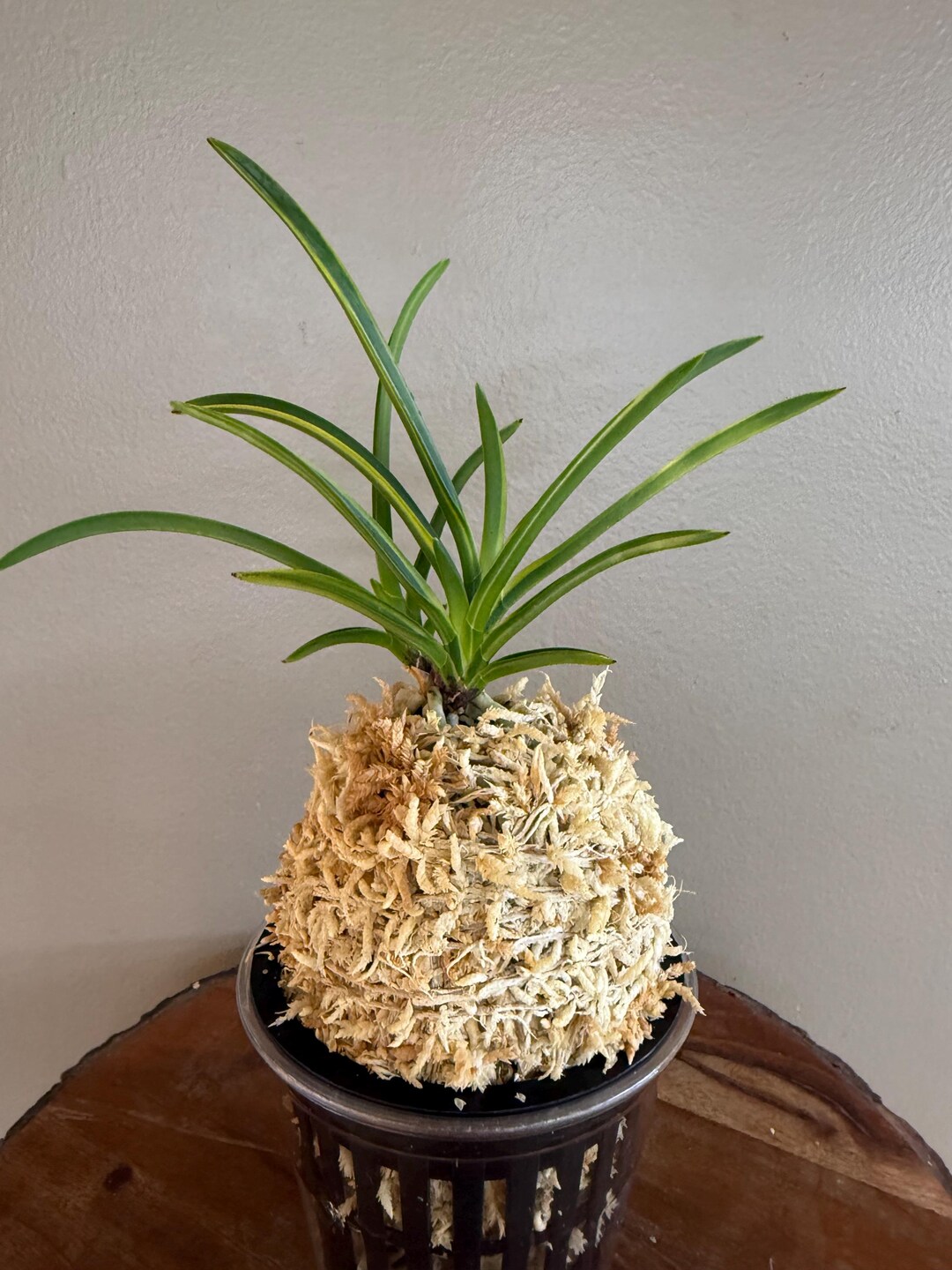 Neofinetia Falcata Asahiden 朝日殿/orchid/vanda/variegated Leaf/fragrant ...