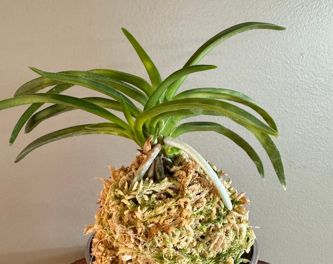 Neofinetia Falcata Jitsugekko 日月光/orchid/vanda/variegated Leaf/fragrant ...