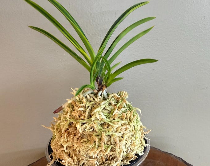 Neofinetia Falcata Asahiden 朝日殿/orchid/vanda/variegated Leaf/fragrant ...