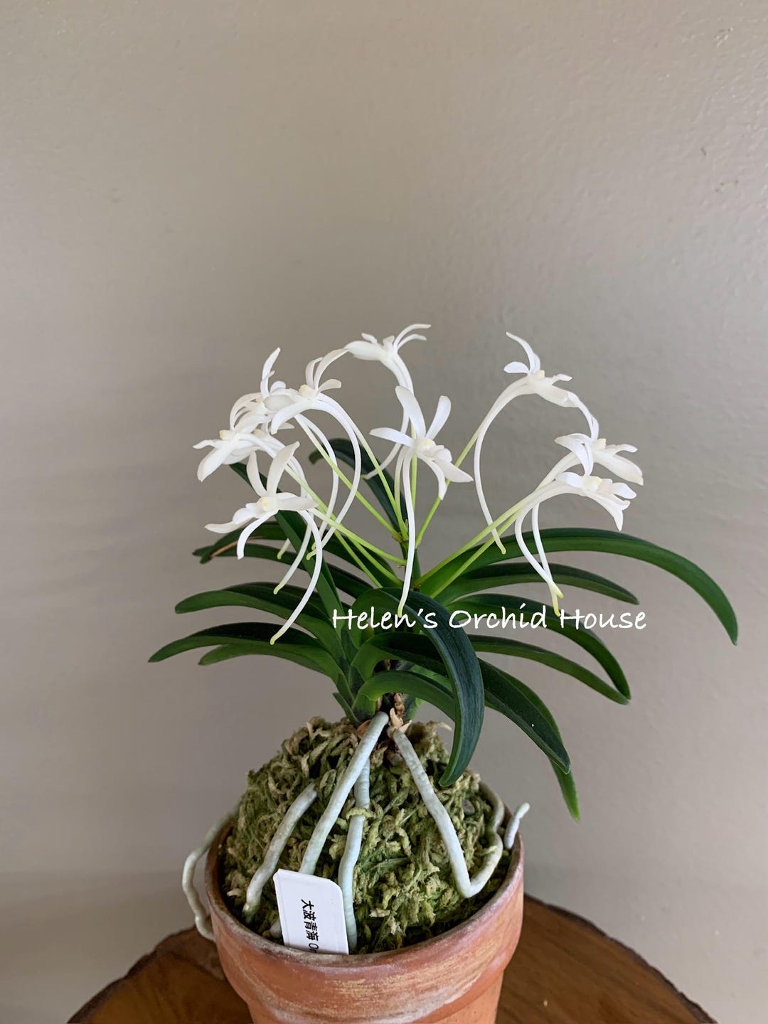Neofinetia Falcata Onami Seikai 大波青海/orchid/vanda/fragrant/miniature - Etsy