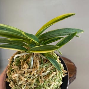 Neofinetia Falcata Fugaku 富嶽/orchid/vanda/fragrant/miniature/variegated ...