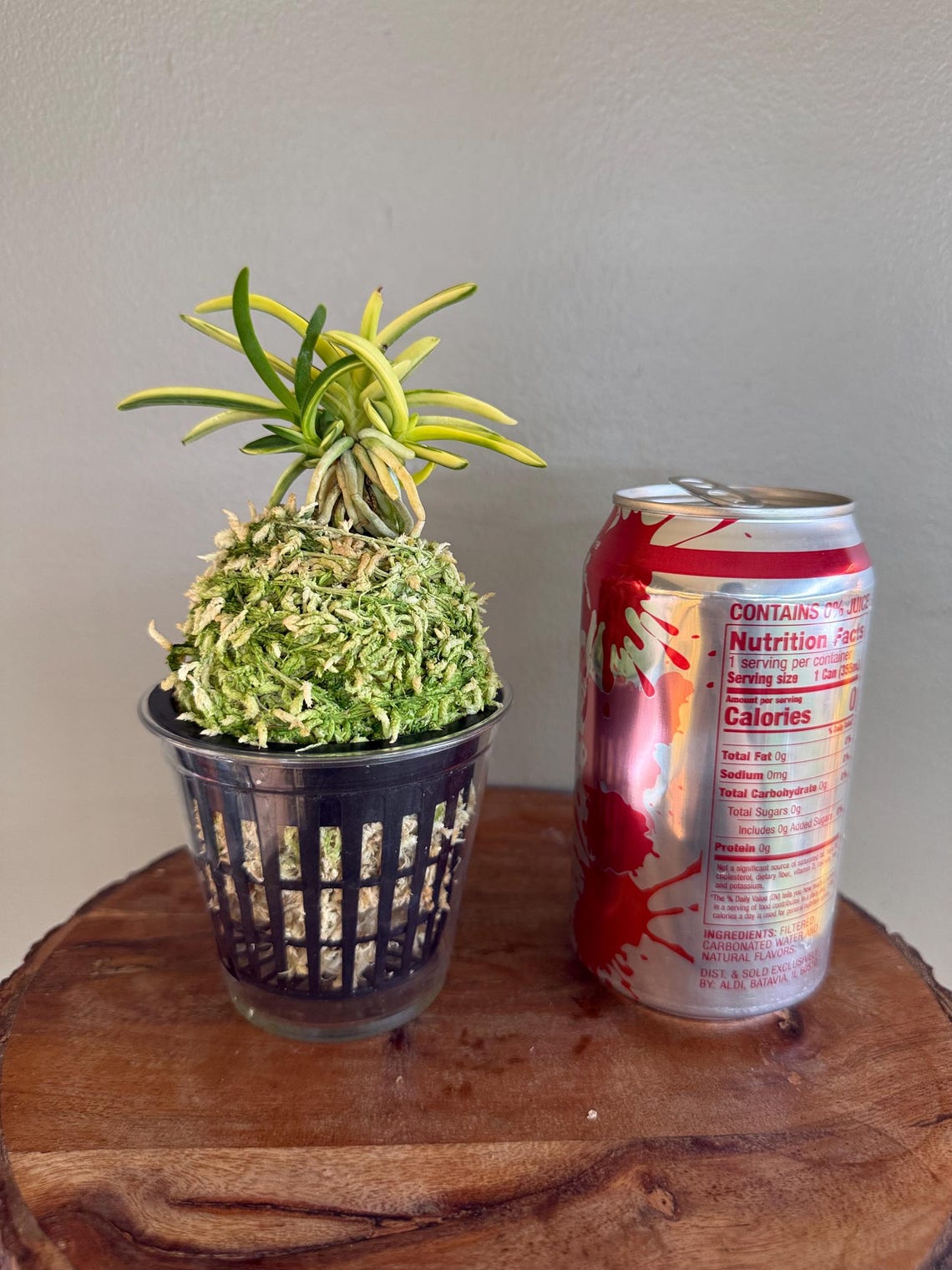 Neofinetia Falcata Fugaku 富嶽/orchid/vanda/fragrant/miniature/variegated ...