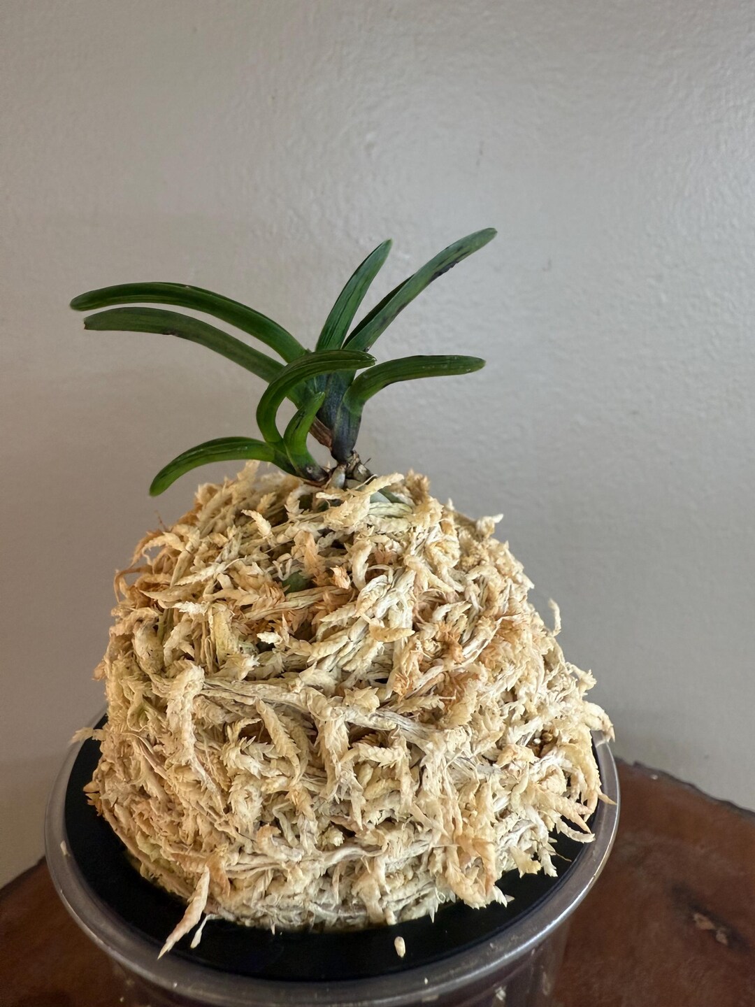 Neofinetia Falcata Benibotan 紅牡丹/orchid/vanda/variegated Leaf/fragrant ...