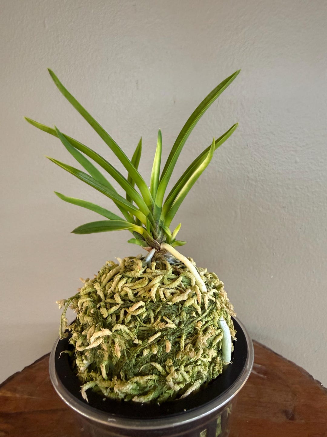 Neofinetia Falcata Kyokusho 旭昇/orchid/vanda/fragrant/miniature ...