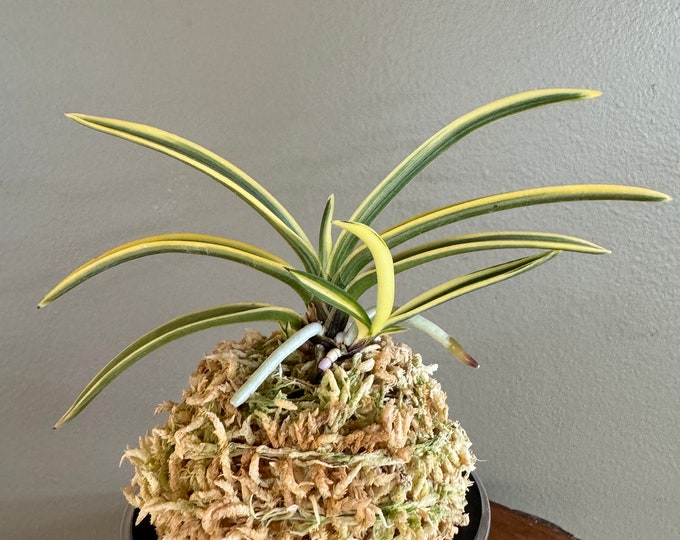 Neofinetia Falcata Kotou Fukurin 湖東覆輪/orchid/vanda/fragrant/miniature ...