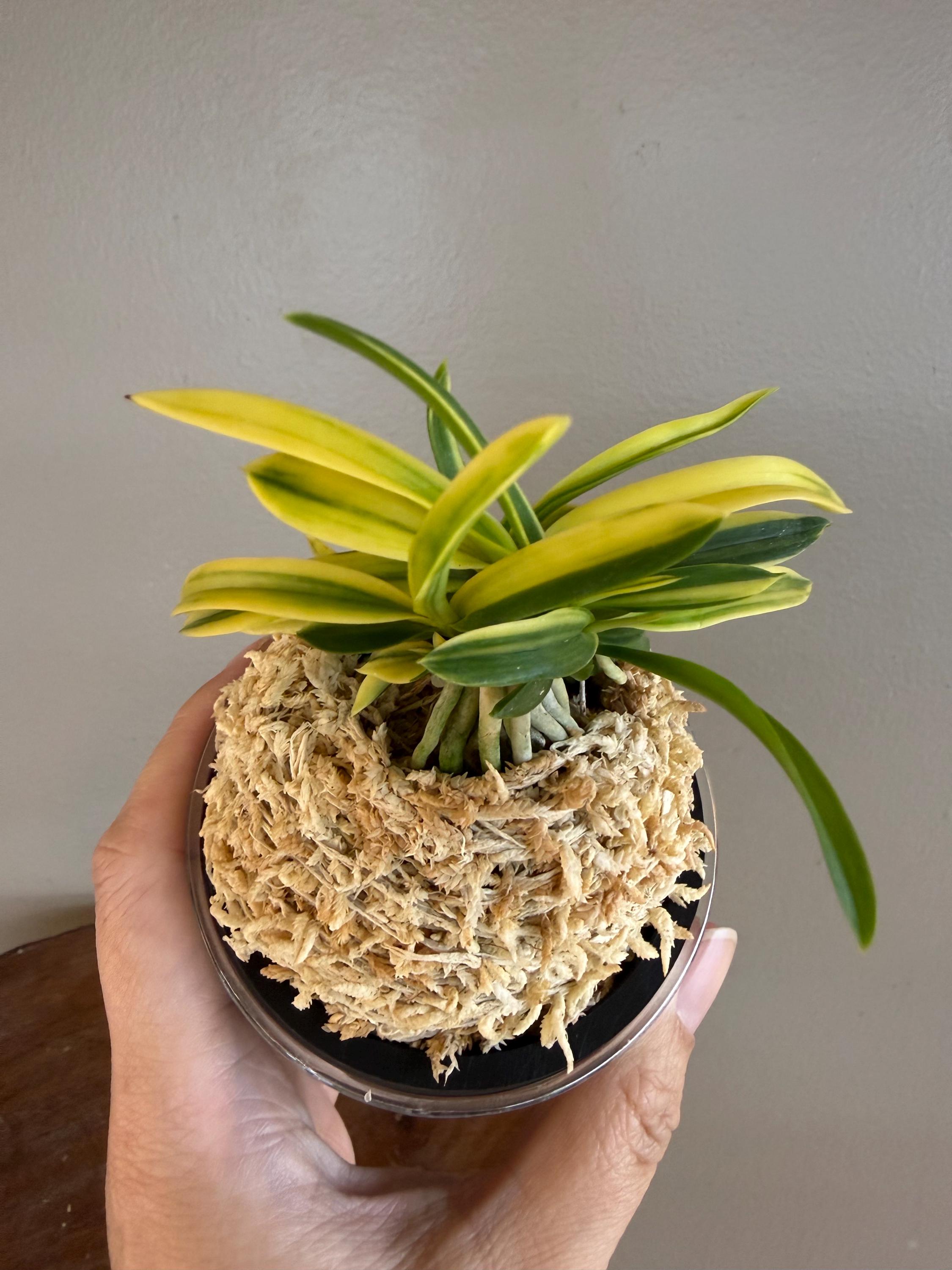 Neofinetia Falcata Fugaku 富嶽/orchid/vanda/fragrant/miniature/variegated ...