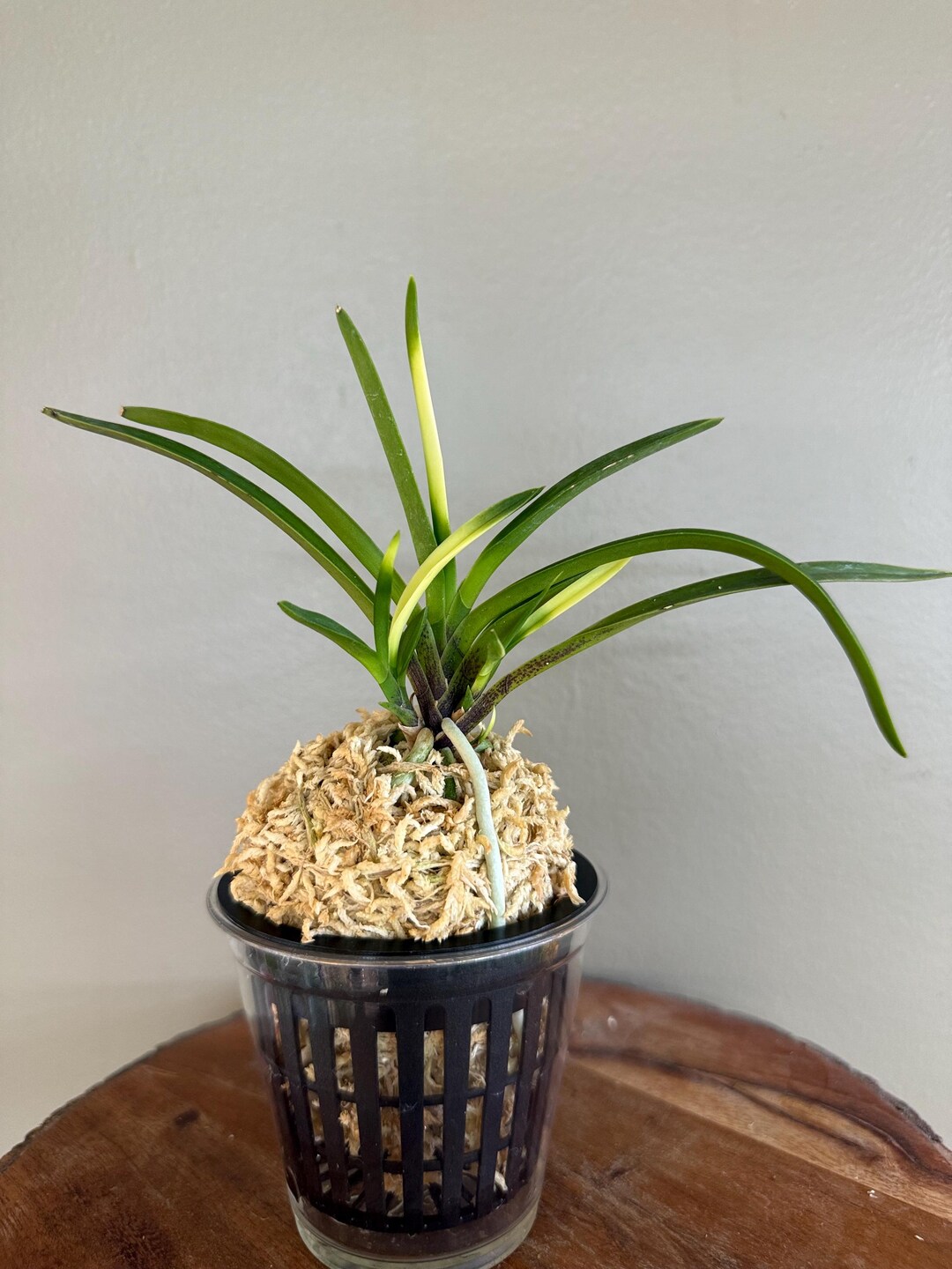 Neofinetia Falcata Kyokusho 旭昇/orchid/vanda/fragrant/miniature ...