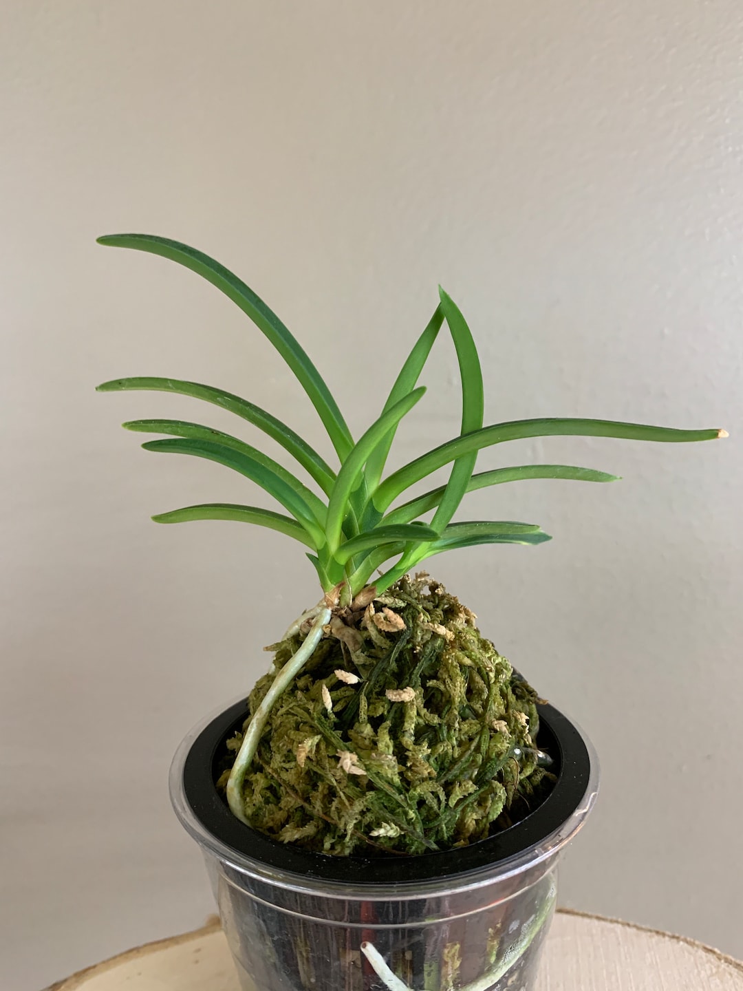 Neofinetia Falcata Seio Nishiki - Etsy