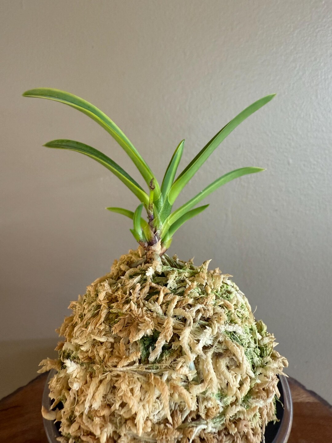 Neofinetia Falcata Asahiden 朝日殿/orchid/vanda/variegated Leaf/fragrant ...