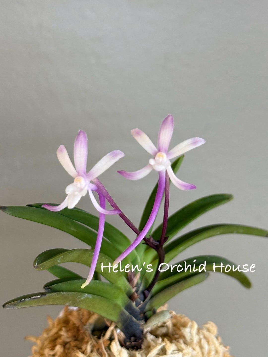 Neofinetia Falcata Raizan 雷山/orchid/vanda/fragrant/miniature - Etsy