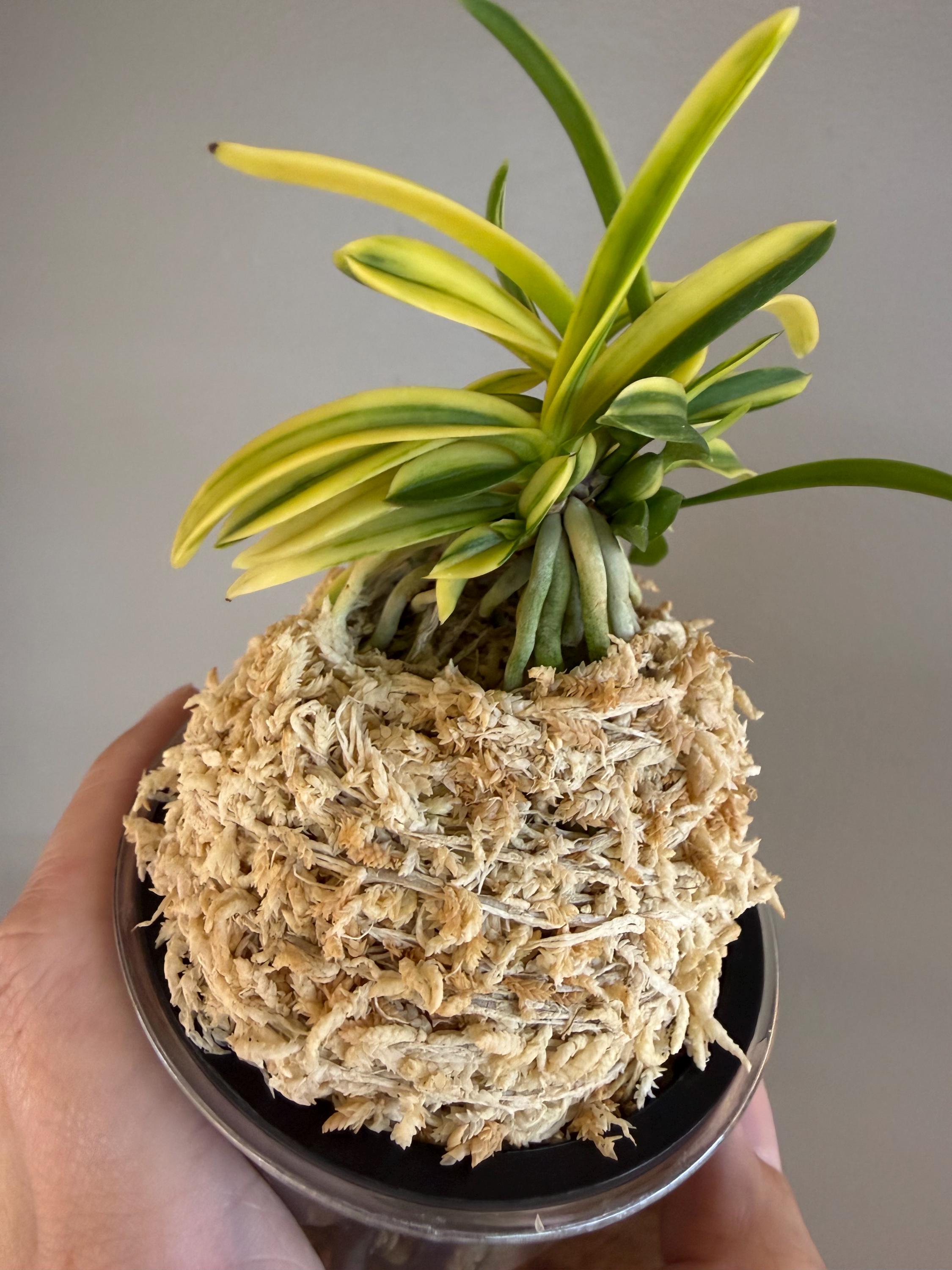 Neofinetia Falcata Fugaku 富嶽/orchid/vanda/fragrant/miniature/variegated ...