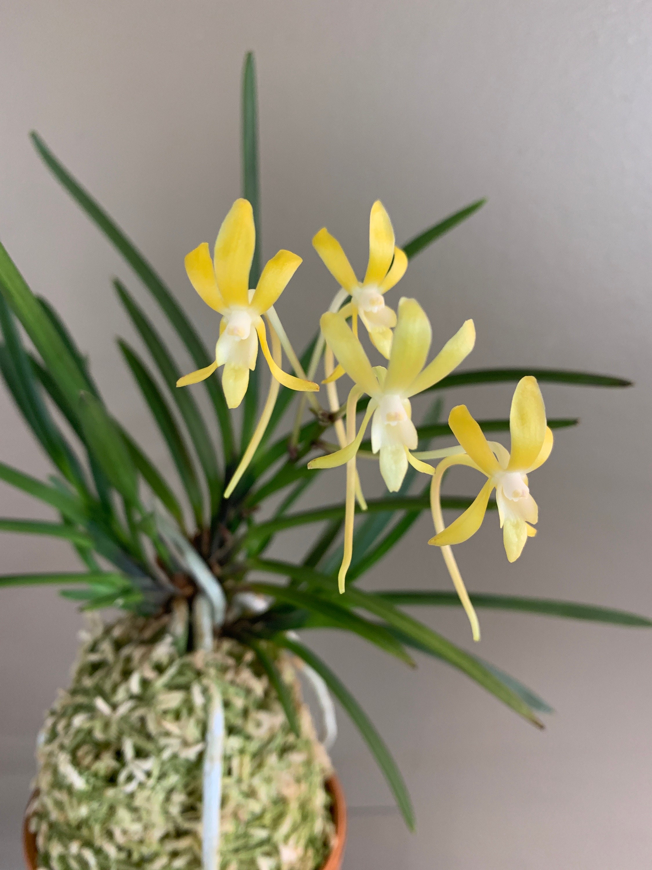 Neo Falcata Orchid