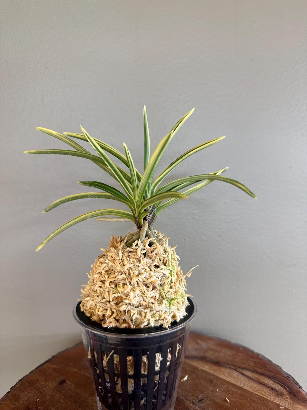 Neofinetia Falcata Gojo Fukurin 御城覆輪/orchid/vanda/fragrant/miniature ...