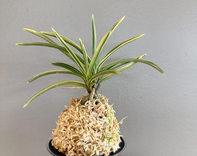 Neofinetia Falcata Gojo Fukurin 御城覆輪/orchid/vanda/fragrant/miniature ...