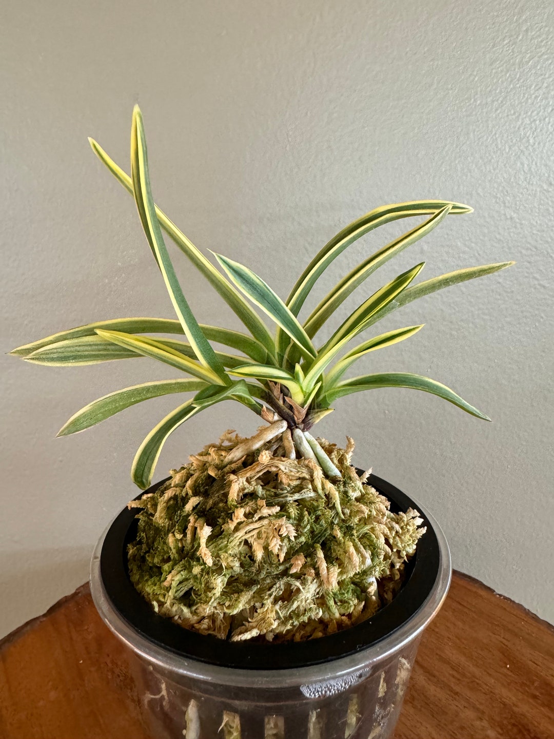 Neofinetia Falcata Suruga Fukurin 駿河覆輪/orchid/vanda/variegated Leaf ...